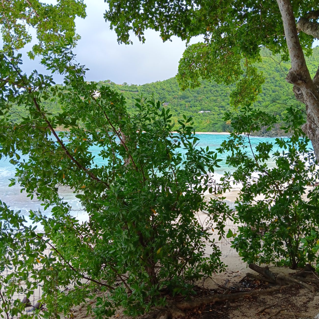 Eliza A Beach Hopping Day Trip on St. John Island: Explore the ...